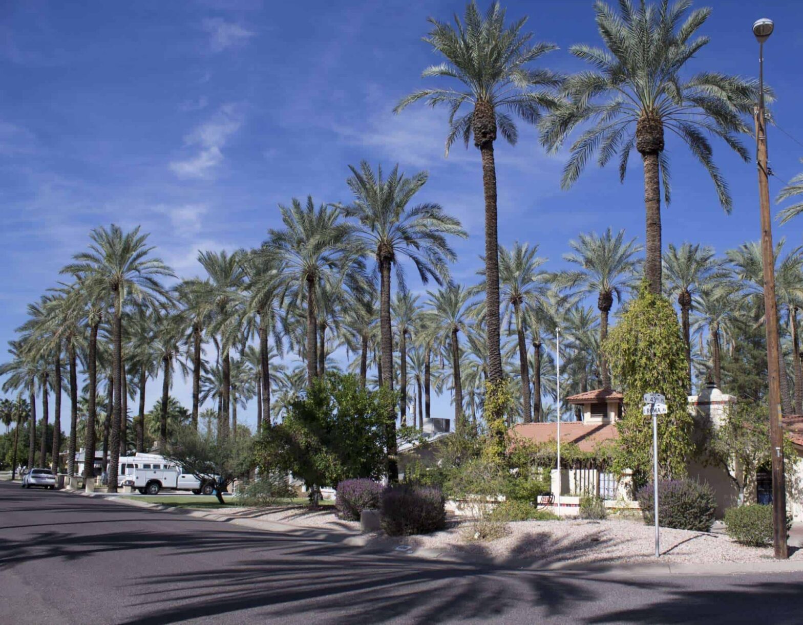 Why does Phoenix have palm trees? [2026]