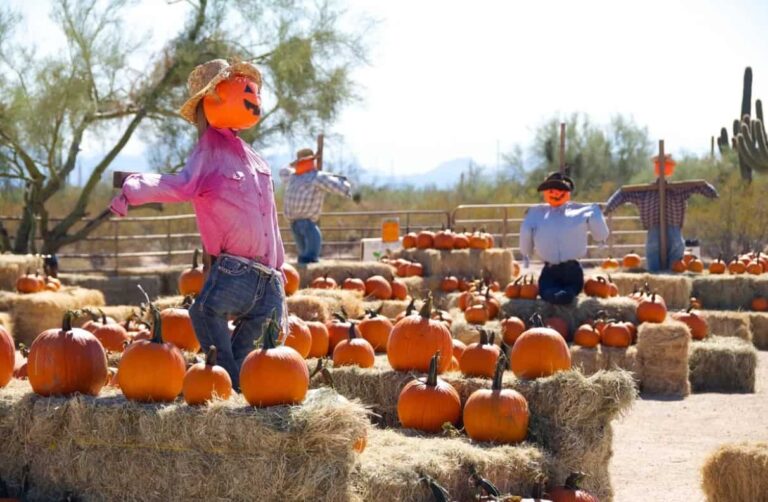 The 14 Best Pumpkin Patches in Phoenix [2026]