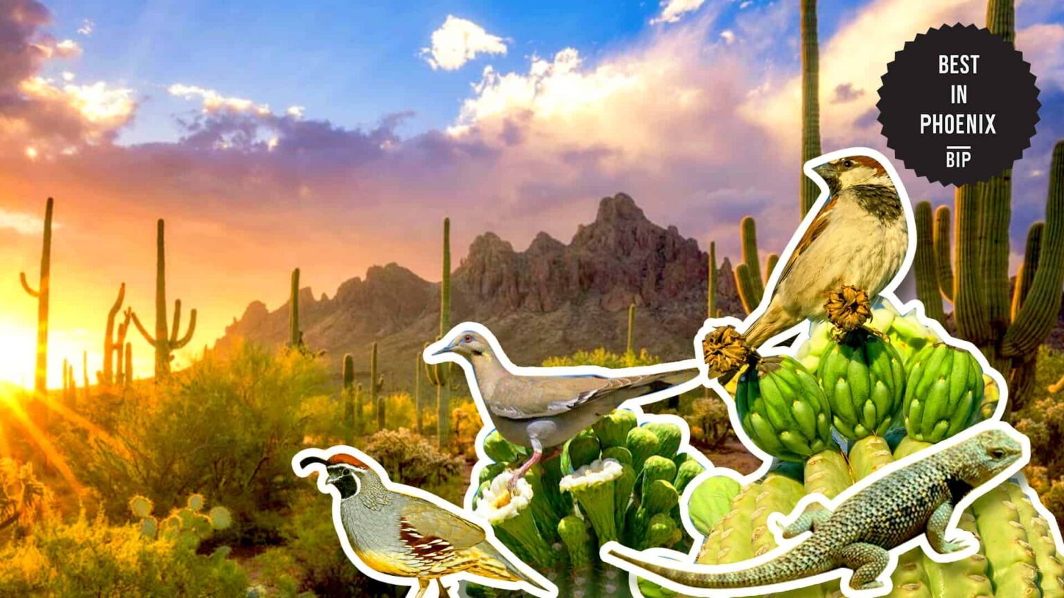 Your Complete Guide to Exploring the Sonoran Desert [2026]