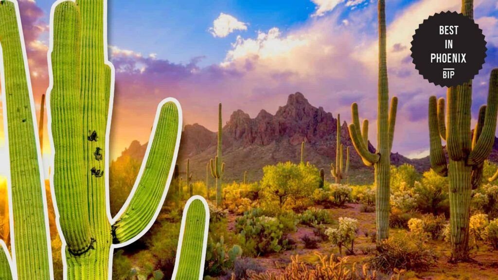Your Complete Guide to Exploring the Sonoran Desert [2026]