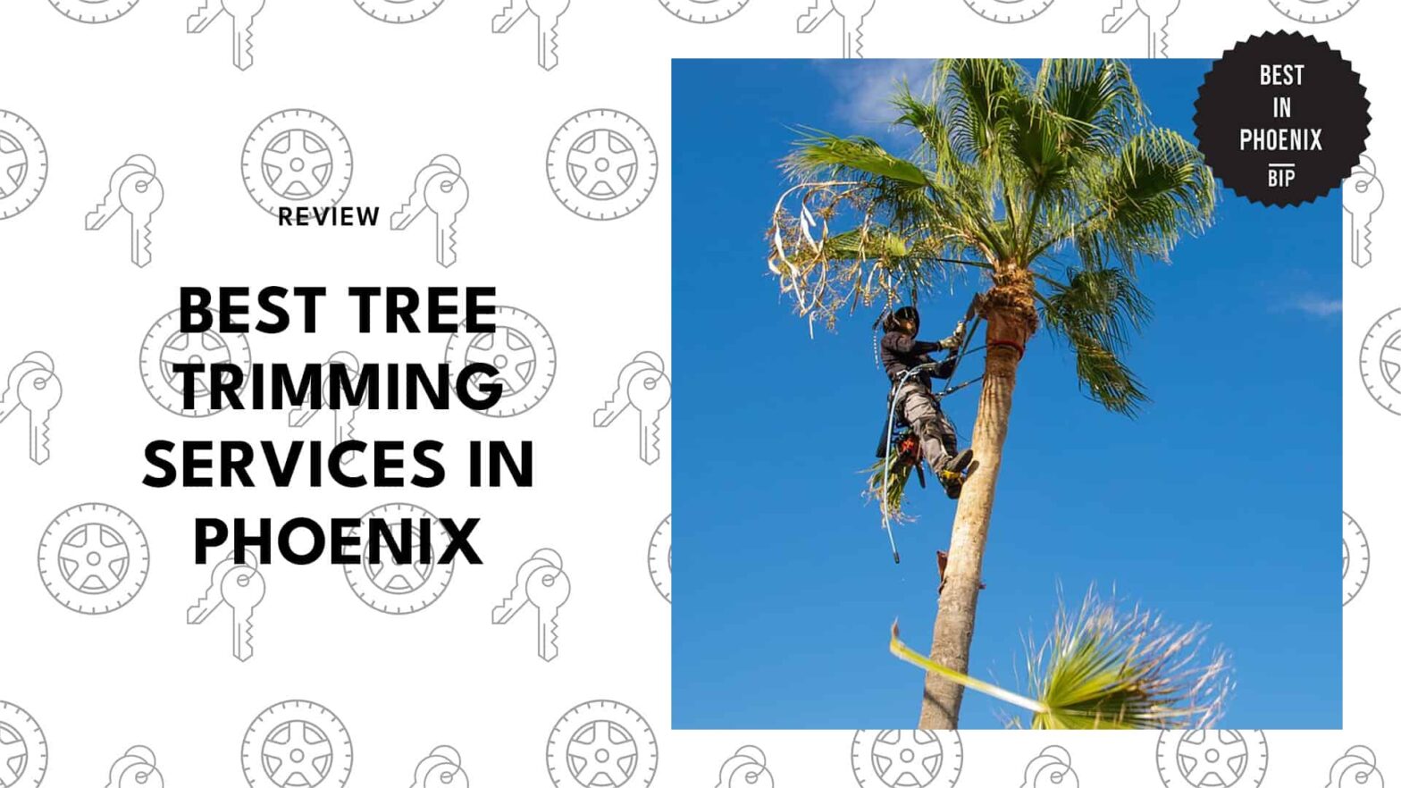 6 Phoenix Tree Trimming Pros to Tame Those Wild Branches [2026 ]